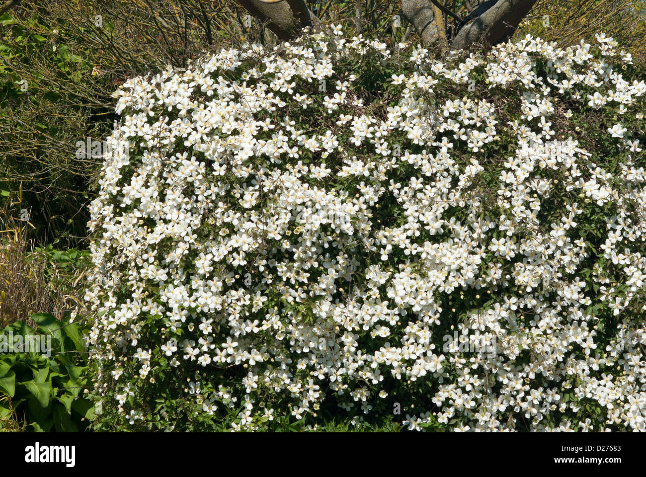 Clematis montana 'Spooneri' Stock Photo - Alamy