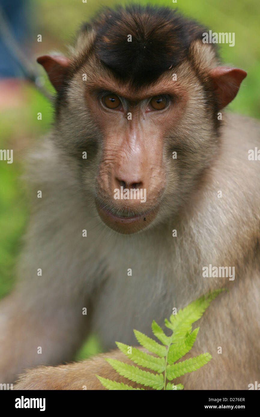 Padang, West Sumatra, Indonesia. 16thJanuary 2013. UNDATED PHOTO - Agus ...