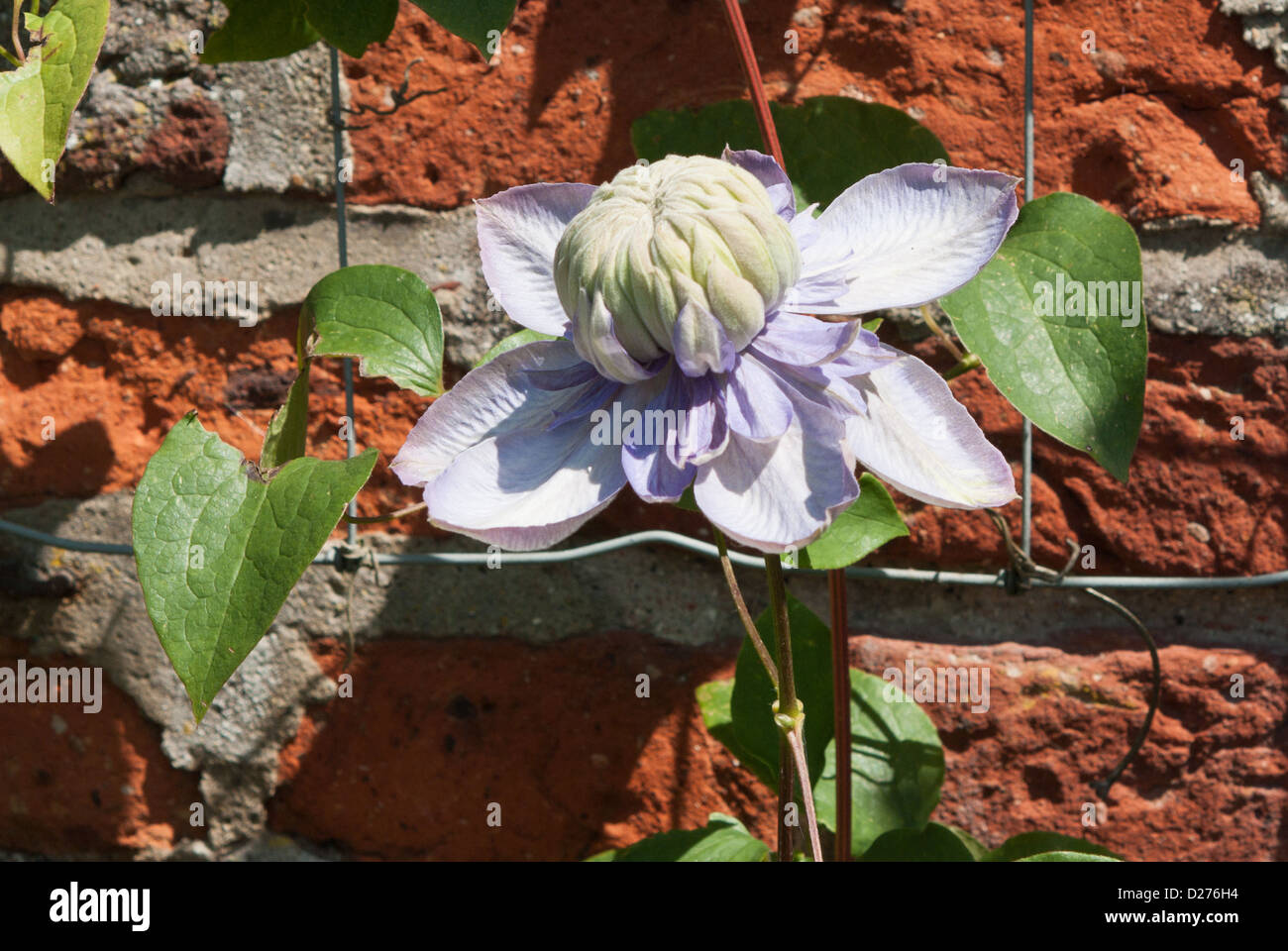 Clematis Blue Light Stock Photo - Alamy