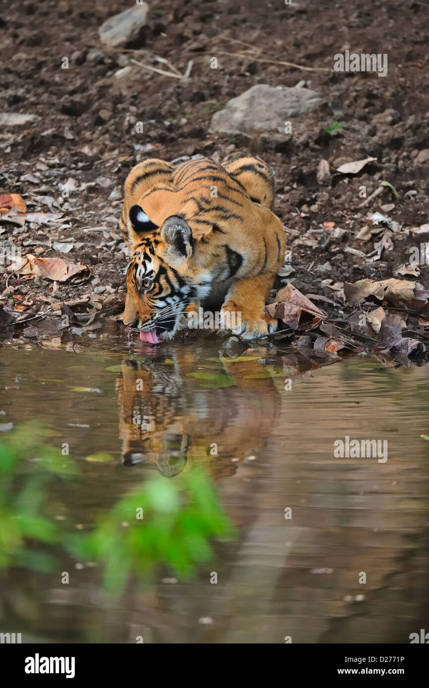Hole tiger not bird not drink hi-res stock photography and images - Alamy