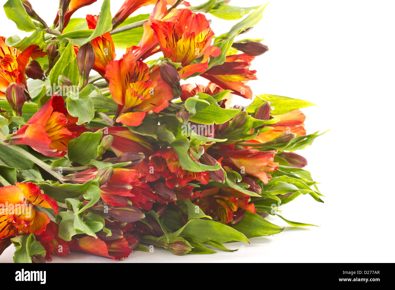 beautiful blooming red alstroemeria on white background Stock Photo - Alamy