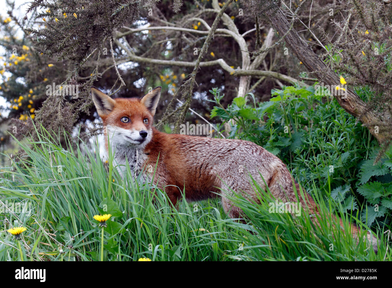 Red Fox in summer in England Stock Photo - Alamy