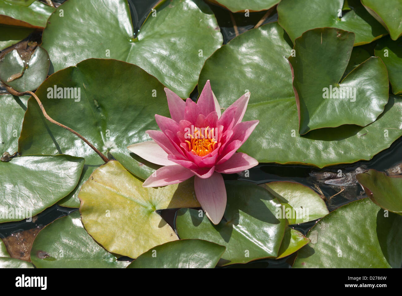 Water lily Nymphaeaceae Rene Gerard Stock Photo - Alamy