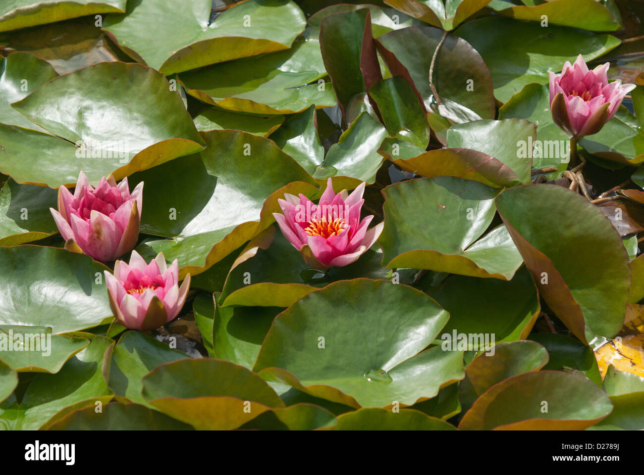 Gerard rene hi-res stock photography and images - Alamy