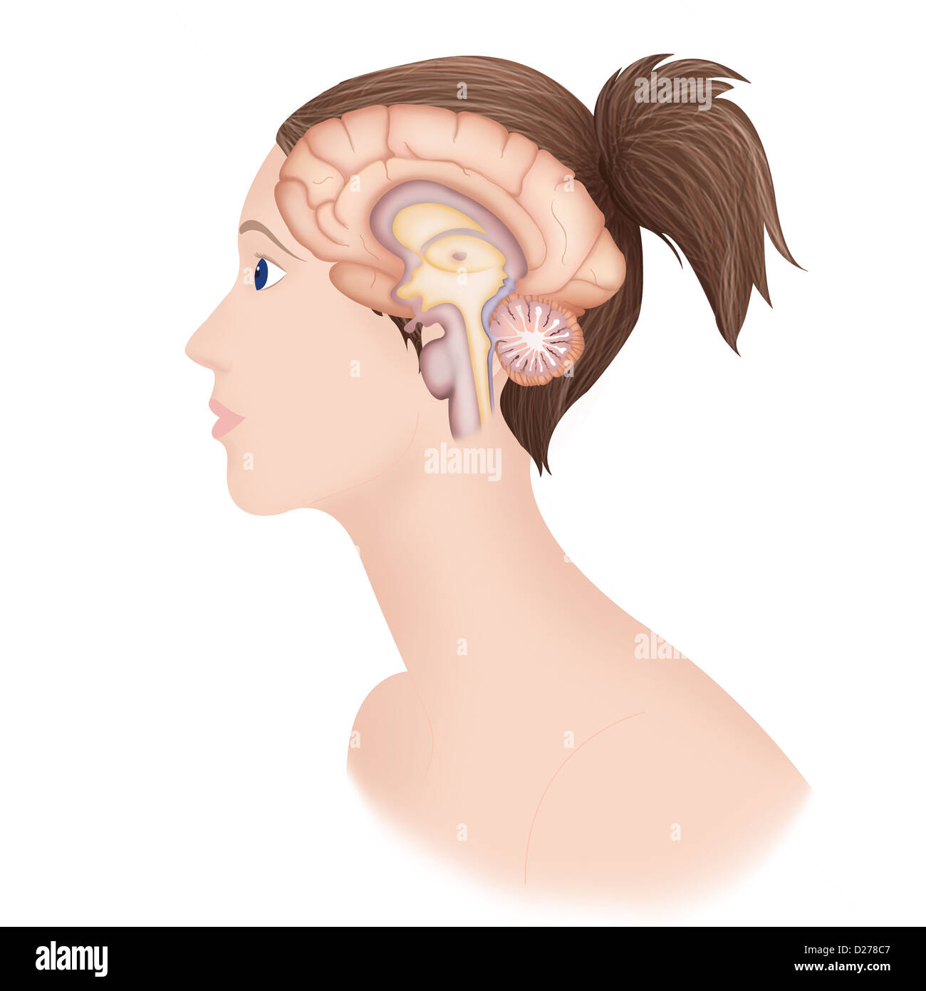 Brain cerebrum encephalus cerebral brains encephalon tobacco Cut Out ...