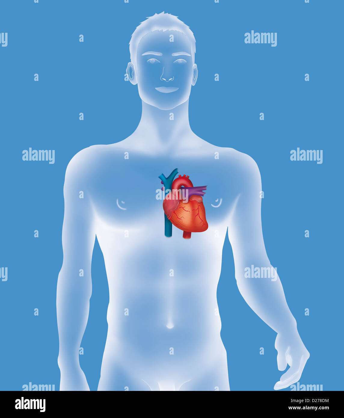 Truncus pulmonalis hi-res stock photography and images - Alamy