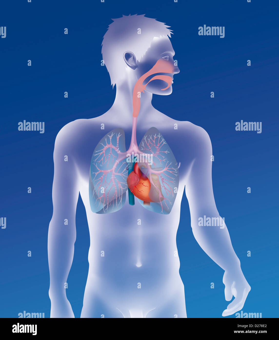 Blood vessels of the thorax hi-res stock photography and images - Alamy