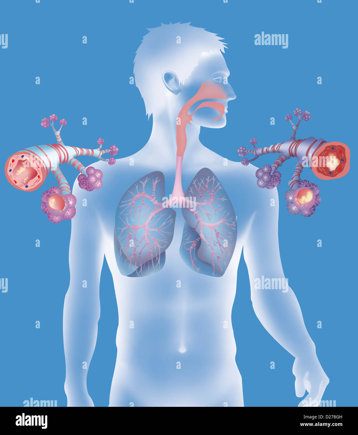 Bronchoconstriction High Resolution Stock Photography and Images - Alamy