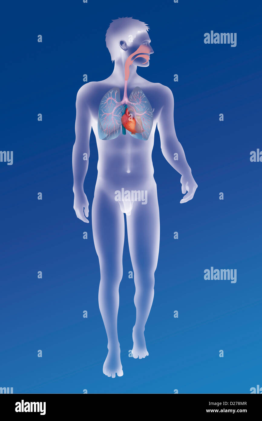 Normal airway anatomy hi-res stock photography and images - Alamy