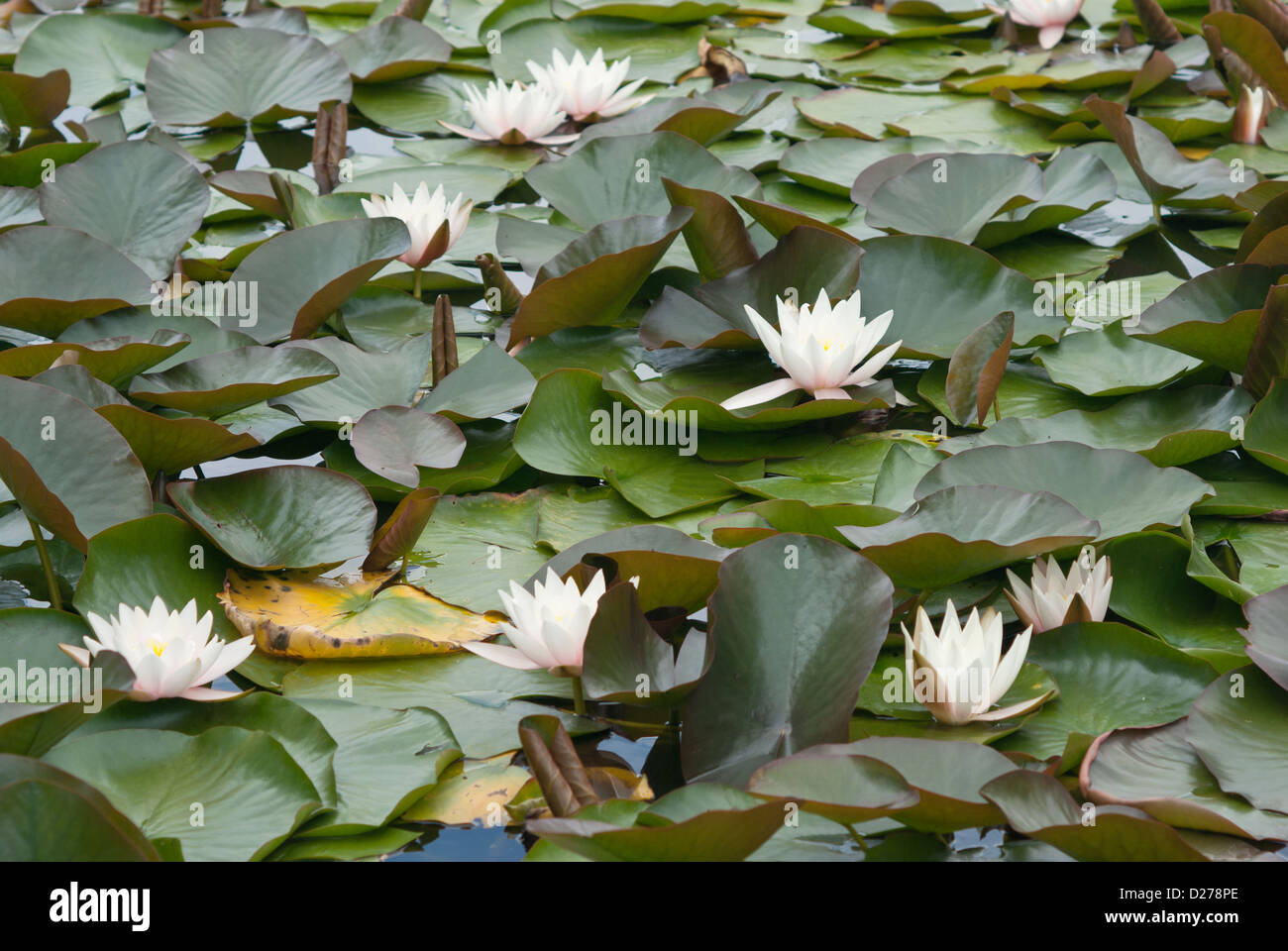 White nymphaeaceae hi-res stock photography and images - Alamy