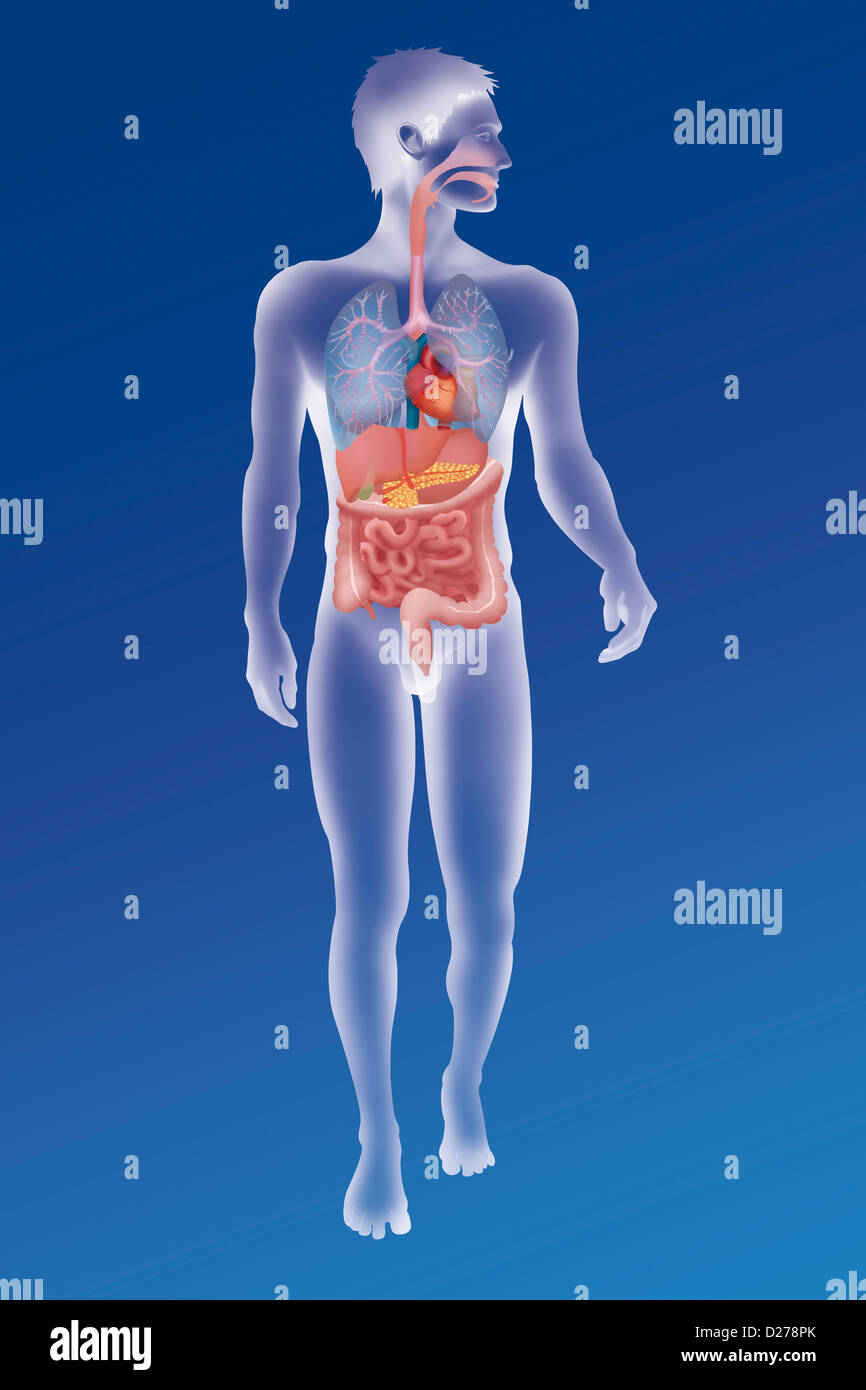 Caecum anatomy hi-res stock photography and images - Alamy
