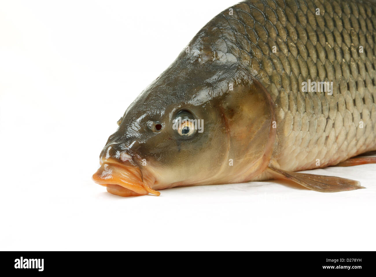 Carp fishing christmas hi-res stock photography and images - Alamy