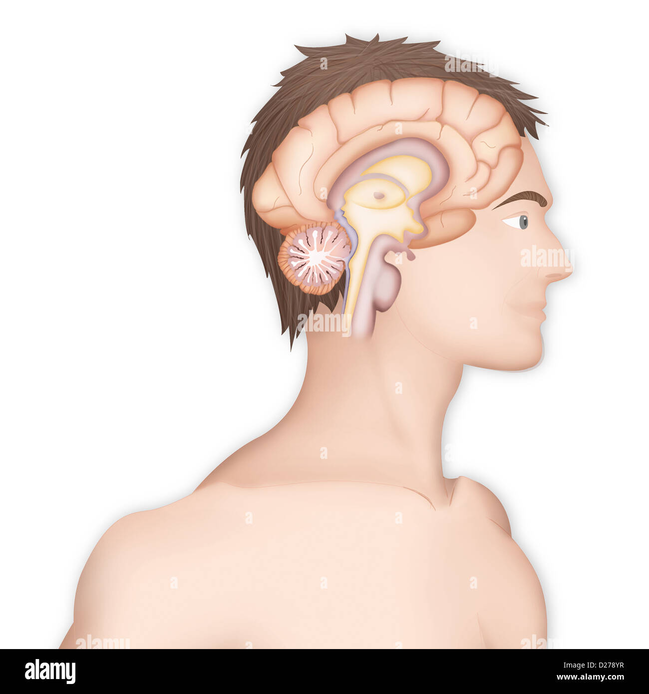 Thalamus hypothalamus brainstem hi-res stock photography and images - Alamy