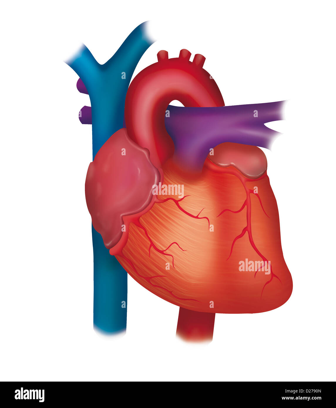 Heart anatomy hi-res stock photography and images - Alamy