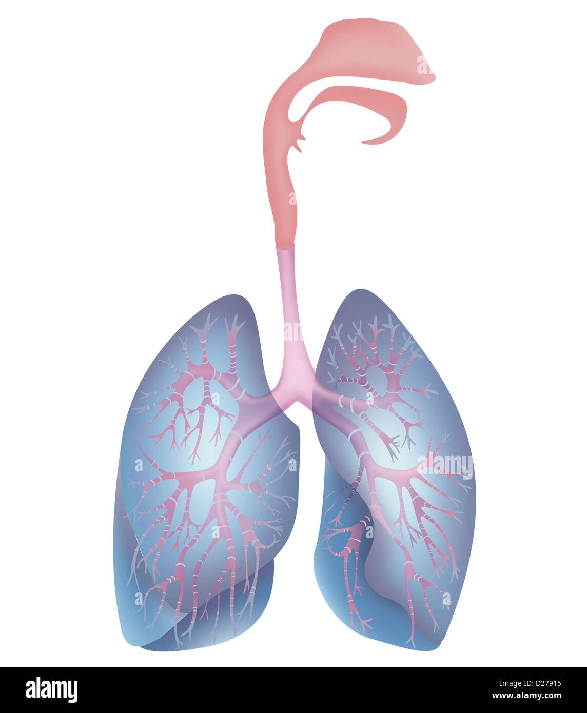 Respiratory System And Anatomy Stock Photos & Respiratory System And ...