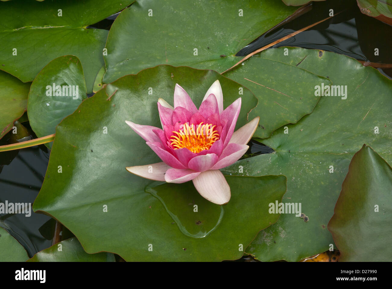 Gerard rene hi-res stock photography and images - Alamy