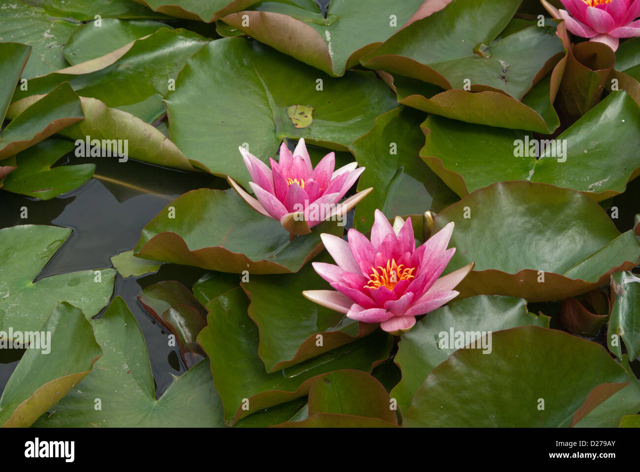 Rene pond hi-res stock photography and images - Alamy