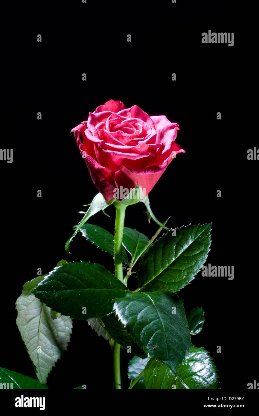 Beautiful red rose Stock Photo - Alamy