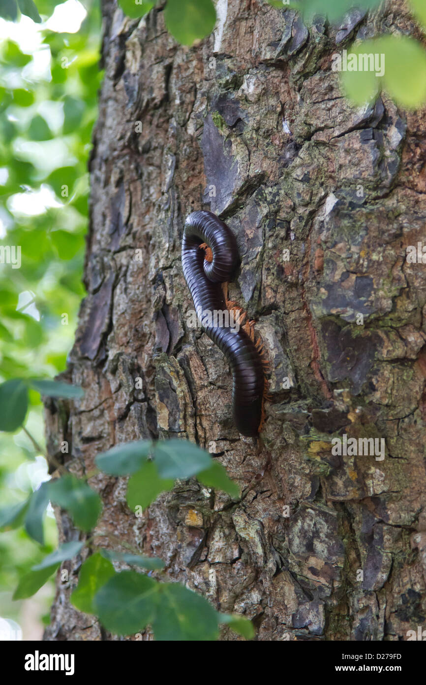 centipede crawling animal Stock Photo - Alamy