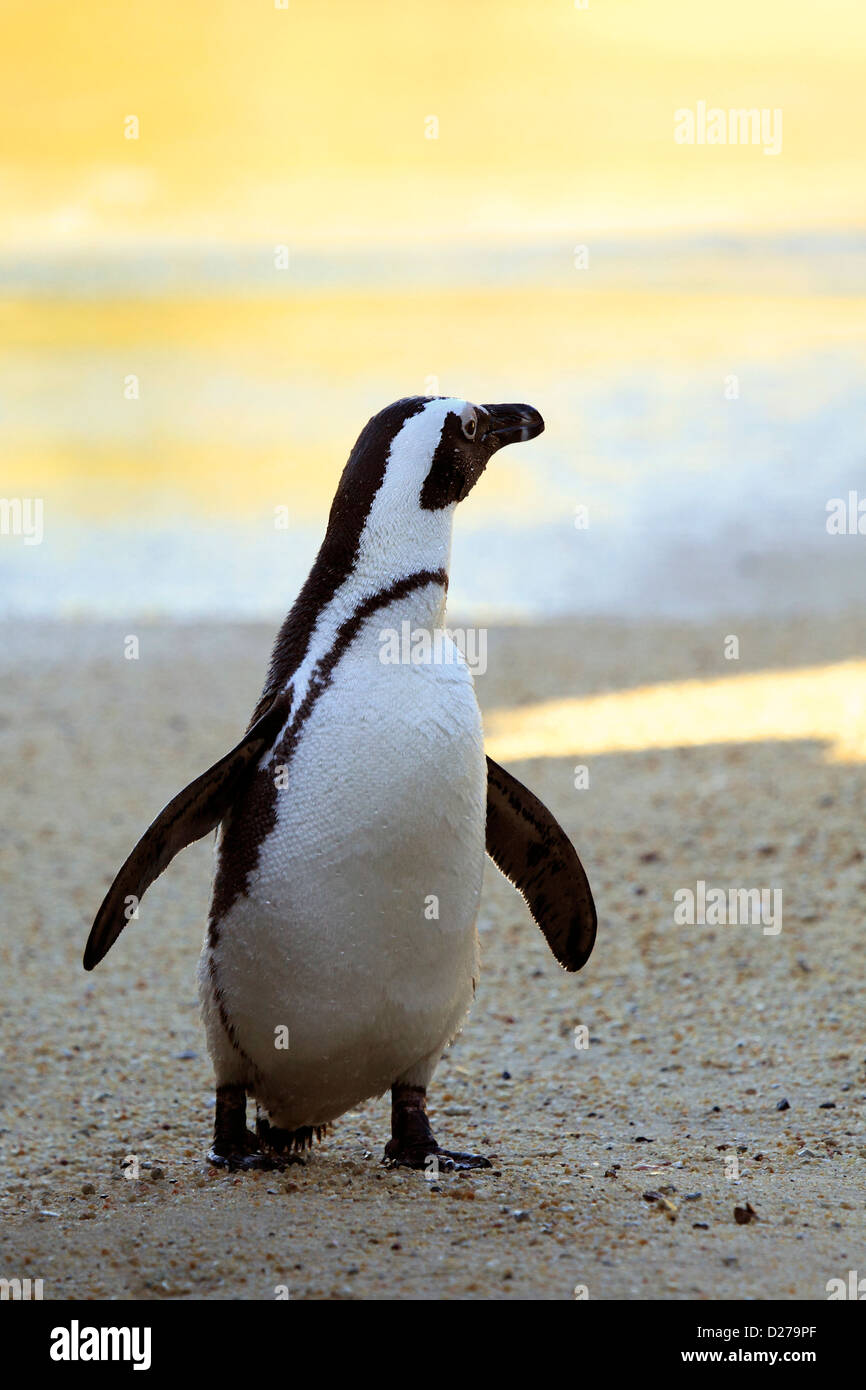 African penguin endangered species hi-res stock photography and images ...