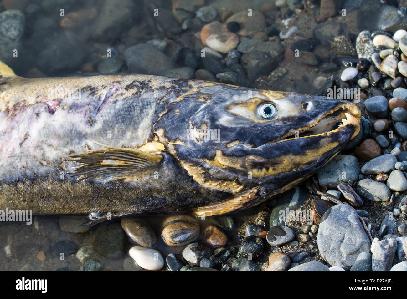 Alaska lachs hi-res stock photography and images - Alamy