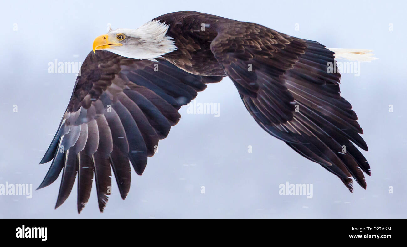 bald eagles in flight (Haliaeetus leucocephalus Stock Photo - Alamy