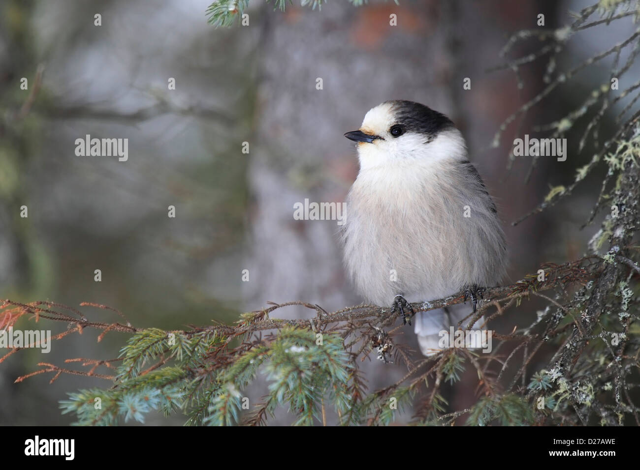Provincial bird of ontario hi-res stock photography and images - Alamy