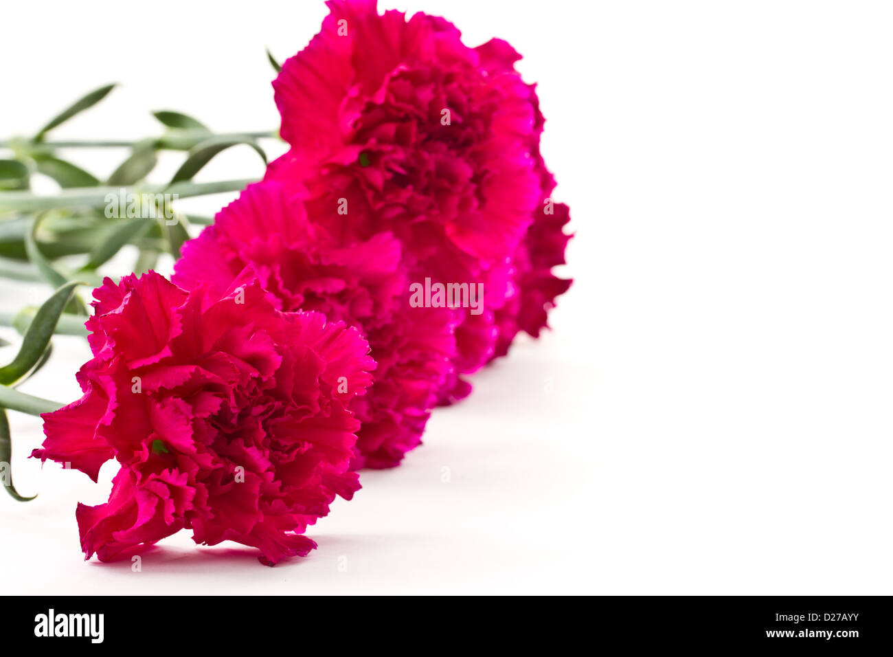 fresh red carnations on the beautiful white background Stock Photo - Alamy
