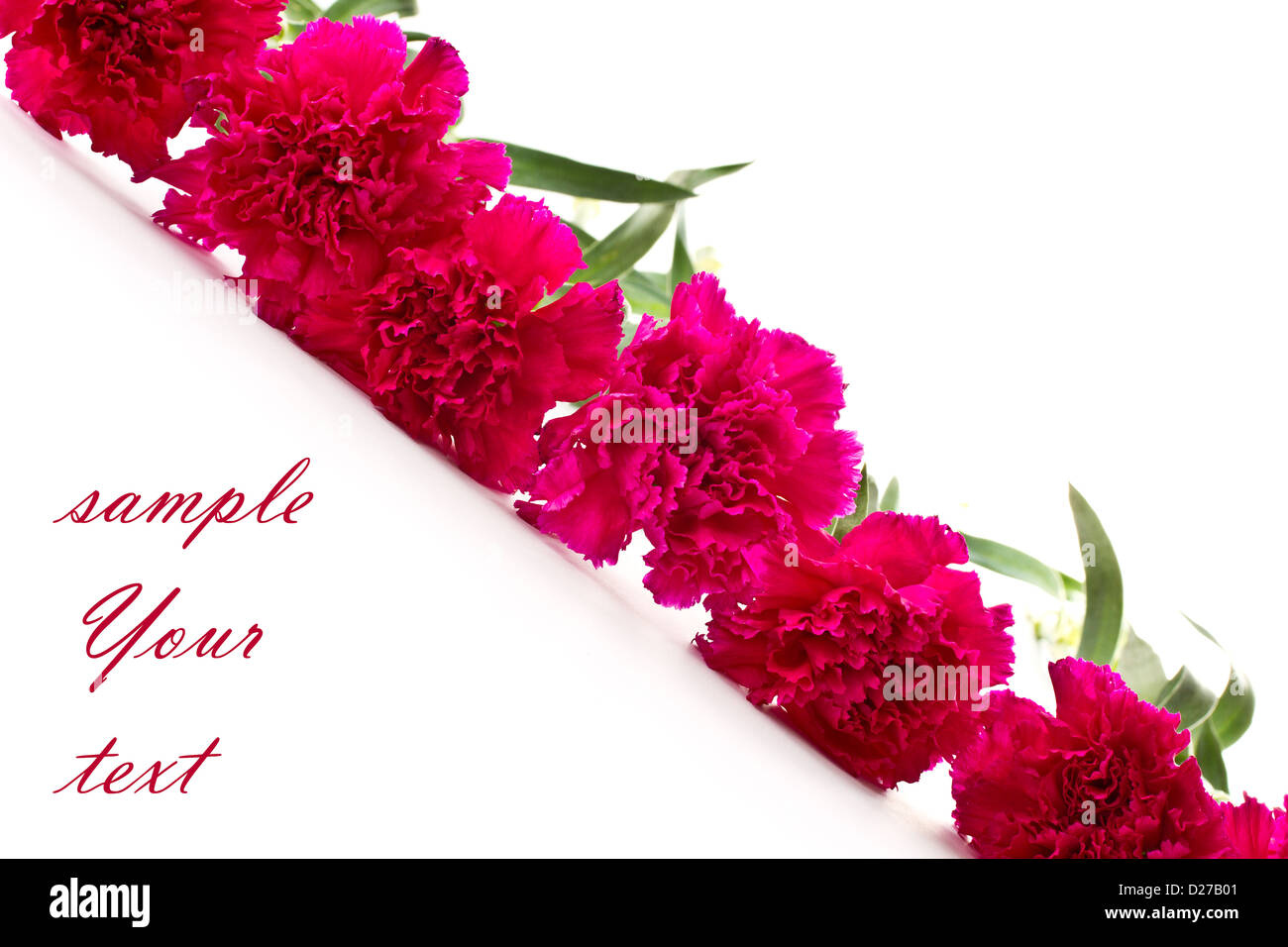 fresh red carnations on the beautiful white background Stock Photo - Alamy