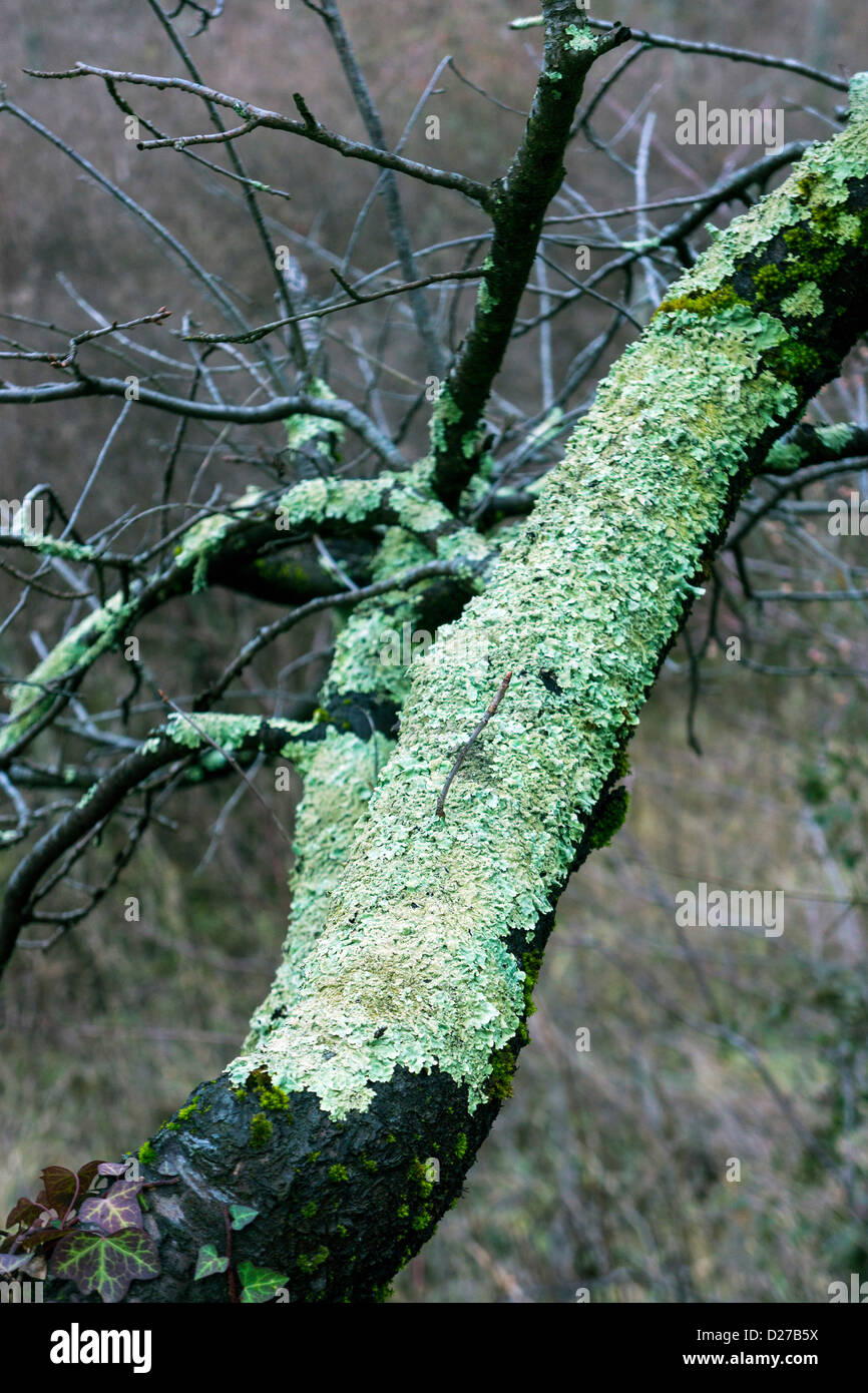 Thick green lichen growing on black tree branch Stock Photo - Alamy
