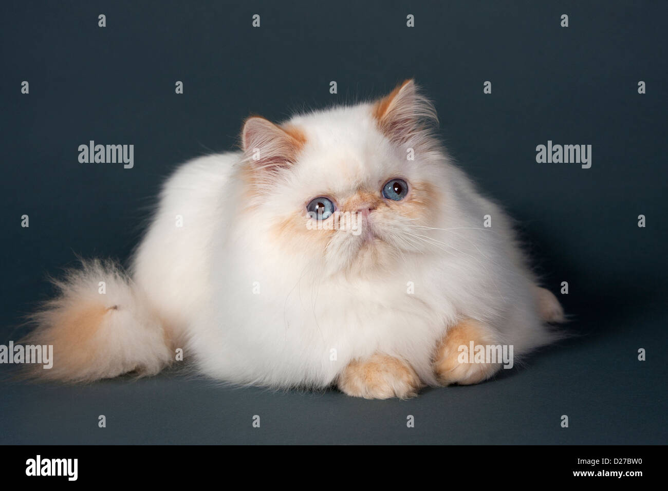 Persian cat hi-res stock photography and images - Alamy