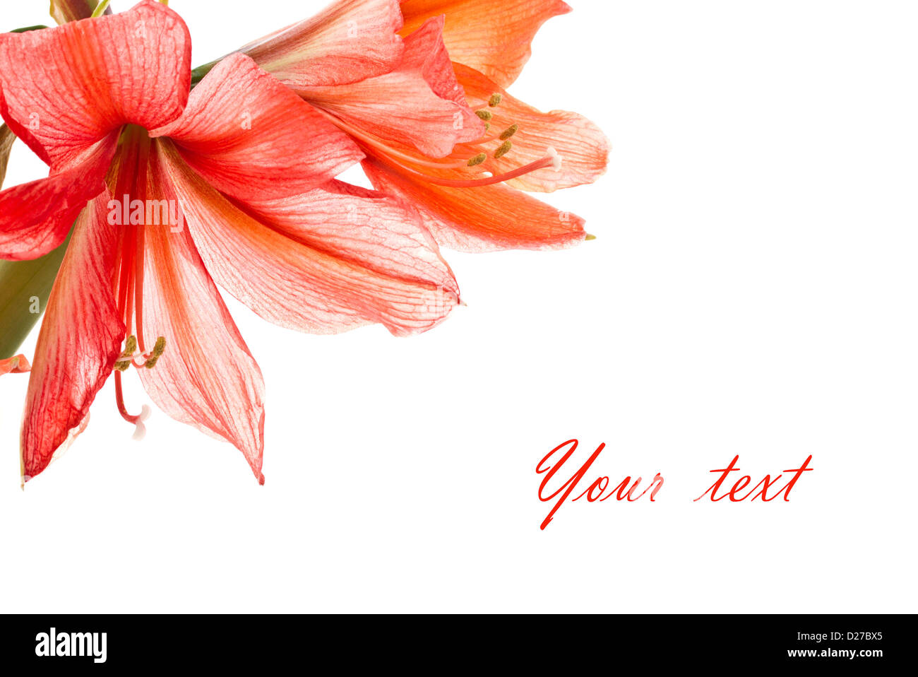 gippeastrum flower closeup on white background Stock Photo - Alamy