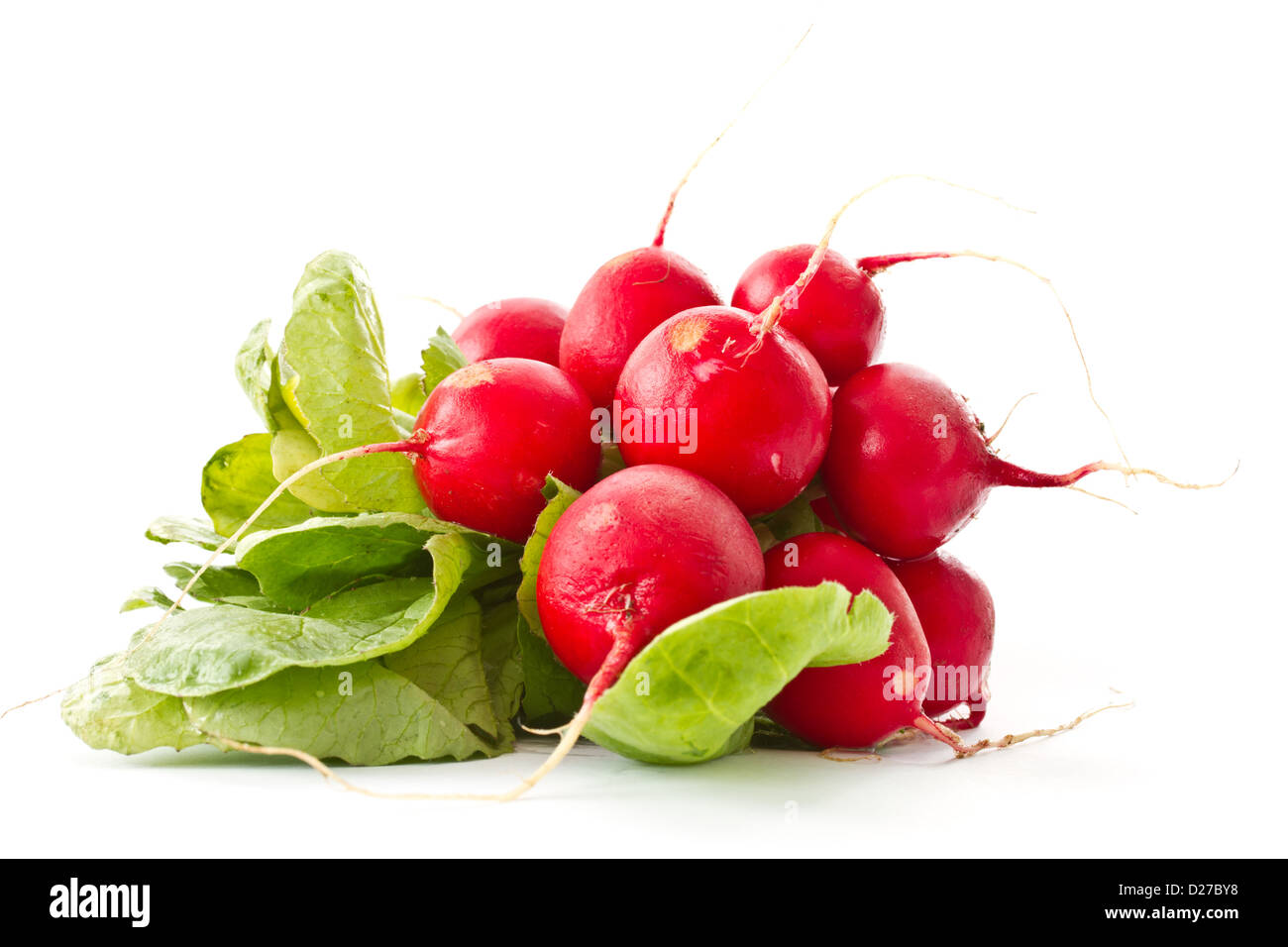 bunch of fresh red radishes on a white background Stock Photo - Alamy