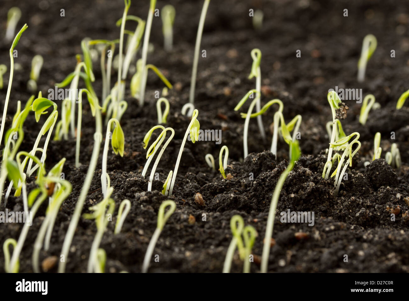 Shoot from the ground hi-res stock photography and images - Alamy