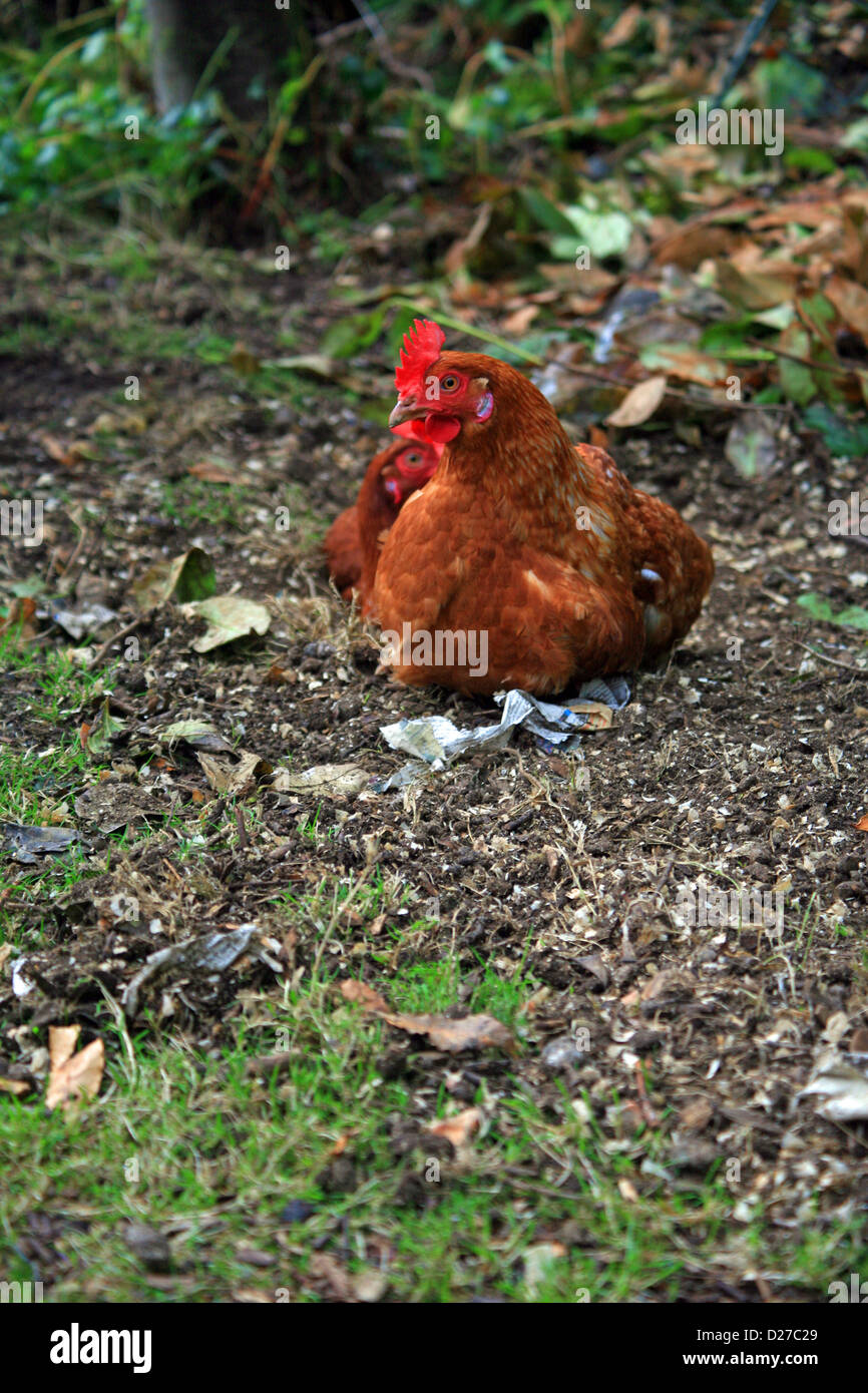 Chickens sunbathing hi-res stock photography and images - Alamy