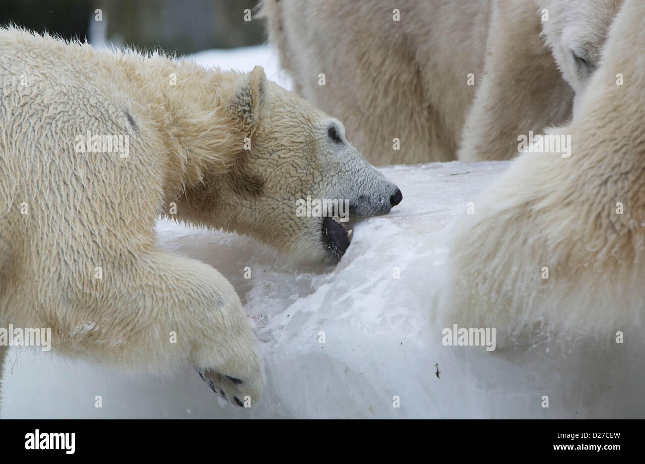 Polar bear feeding zoo hi-res stock photography and images - Alamy