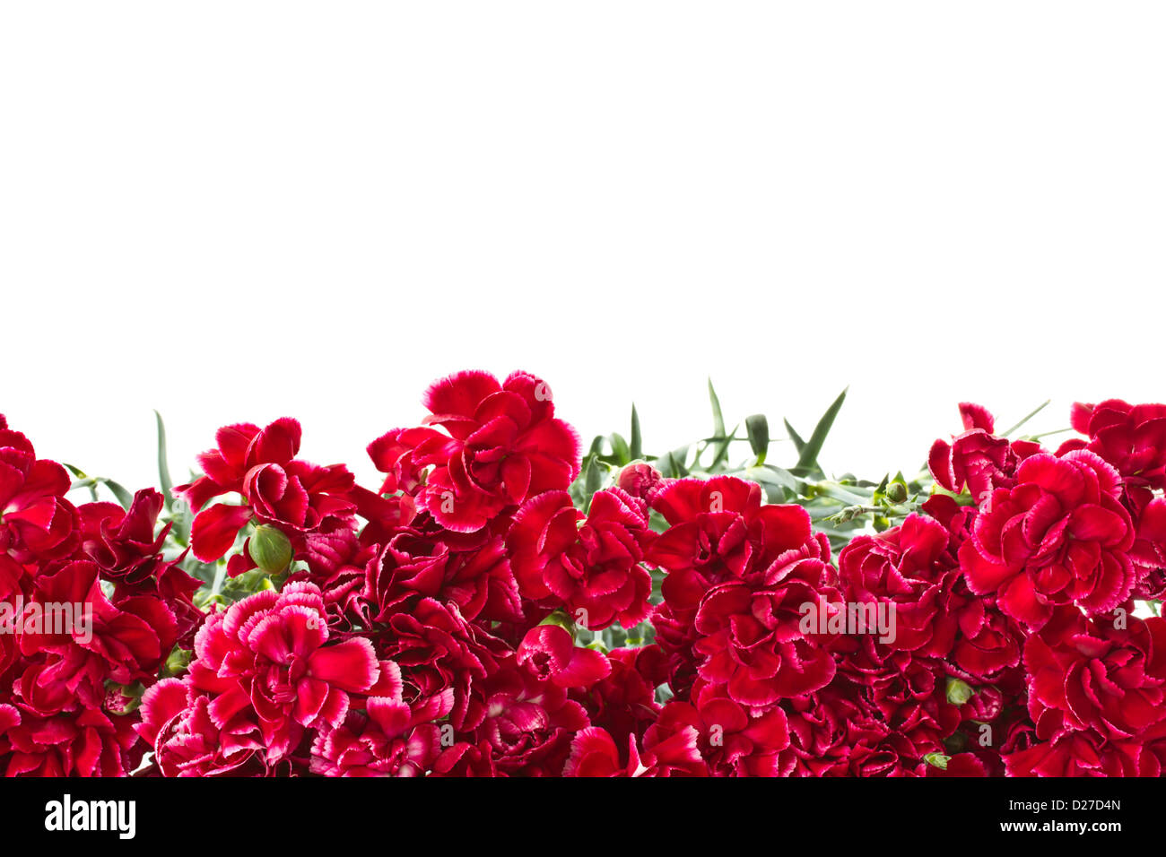 beautiful bright bouquet of carnations on a white background Stock ...