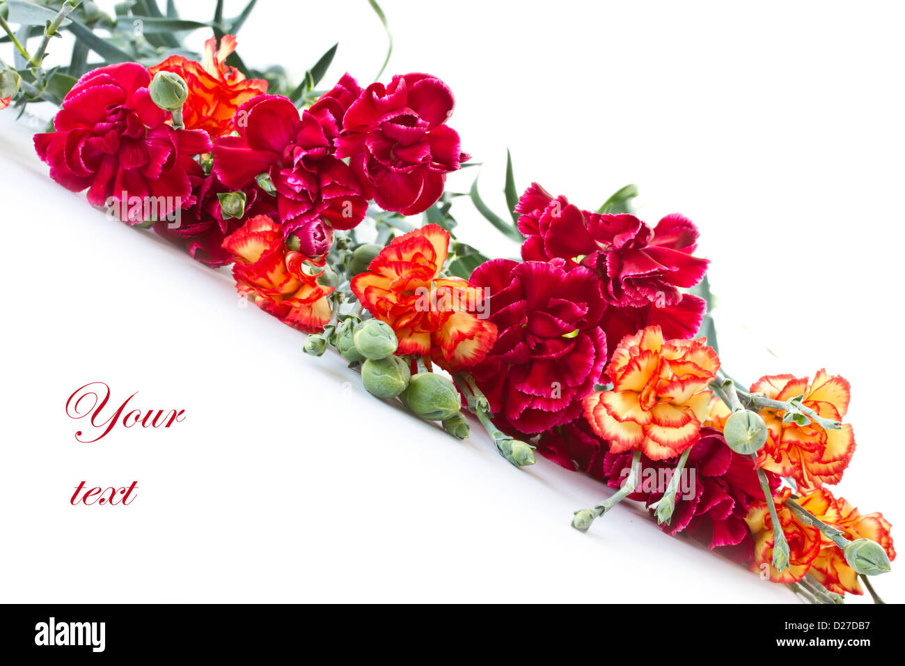 beautiful bright bouquet of carnations on a white background Stock ...