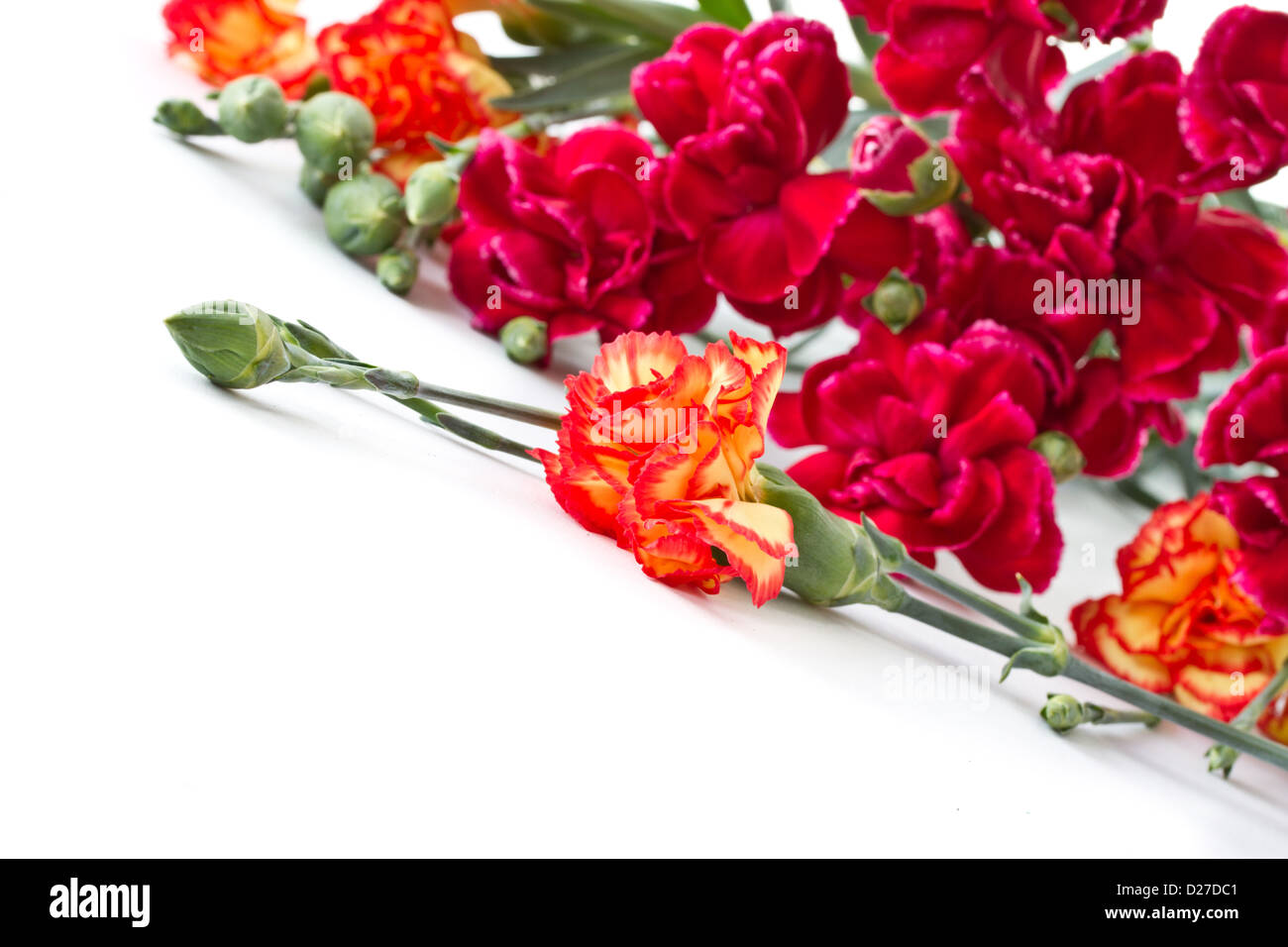 beautiful bright bouquet of carnations on a white background Stock ...