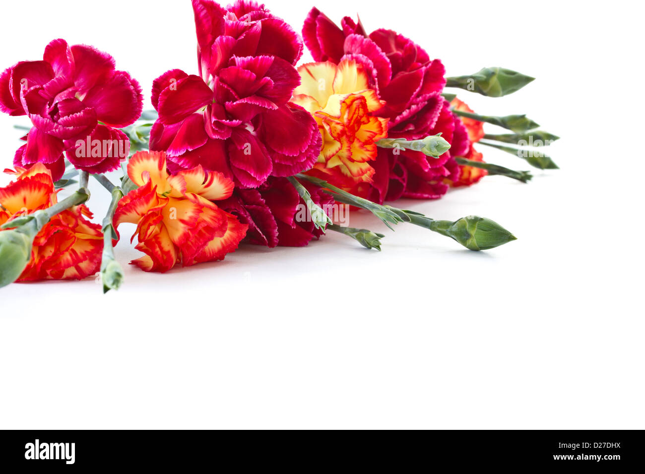 beautiful bright bouquet of carnations on a white background Stock ...