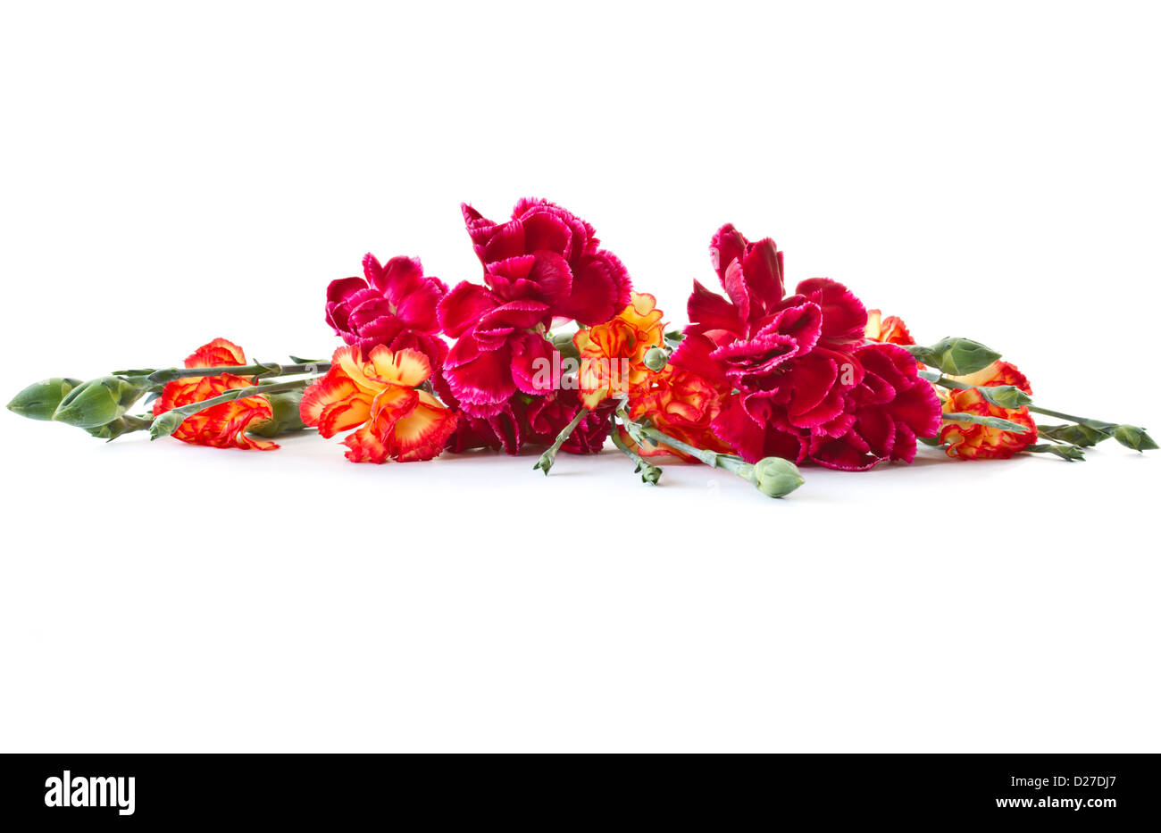 beautiful bright bouquet of carnations on a white background Stock ...