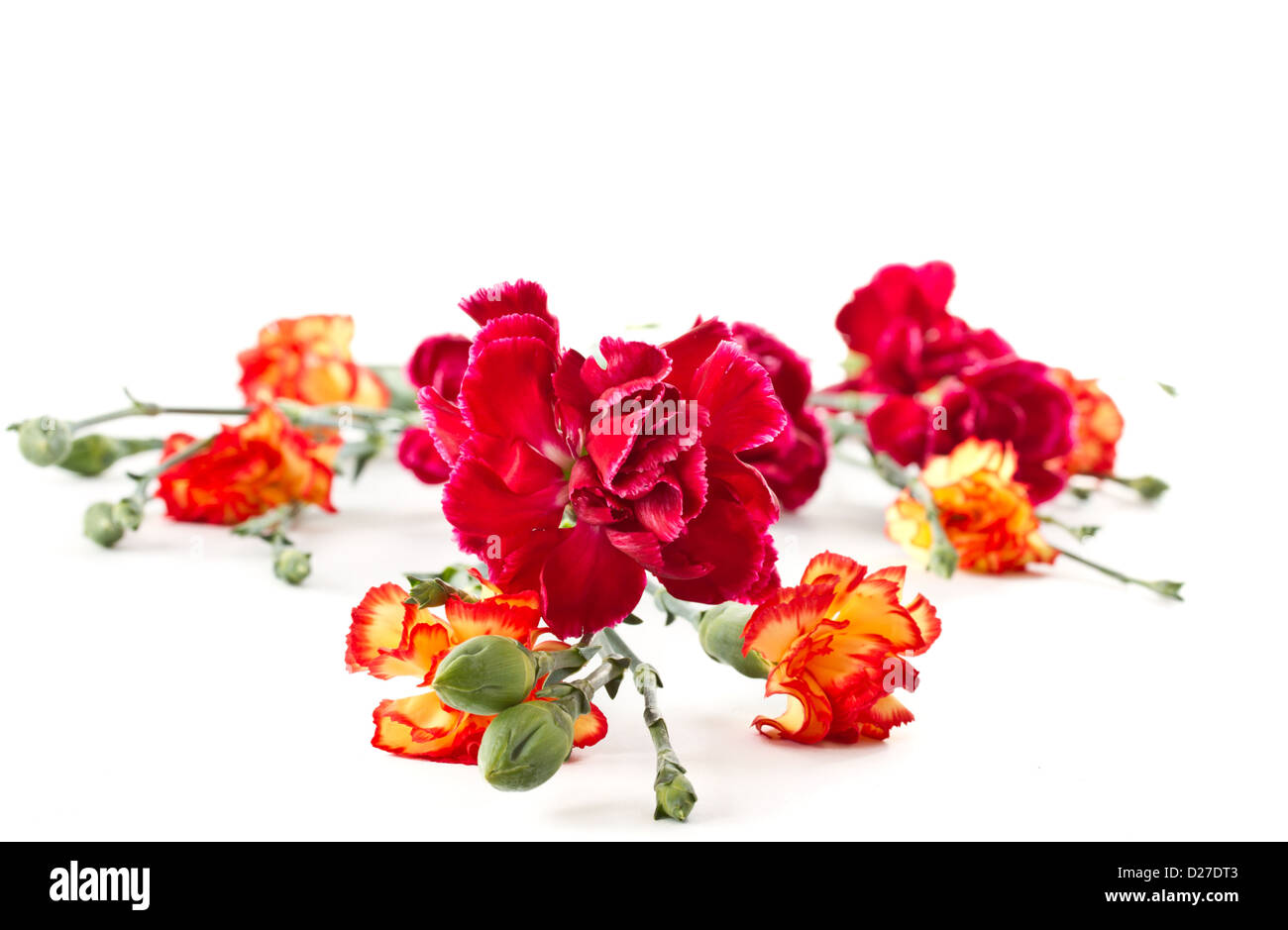 beautiful bright bouquet of carnations on a white background Stock ...