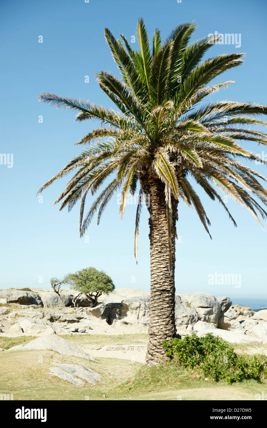 Palm tree with rock face behind it at the beach Stock Photo - Alamy