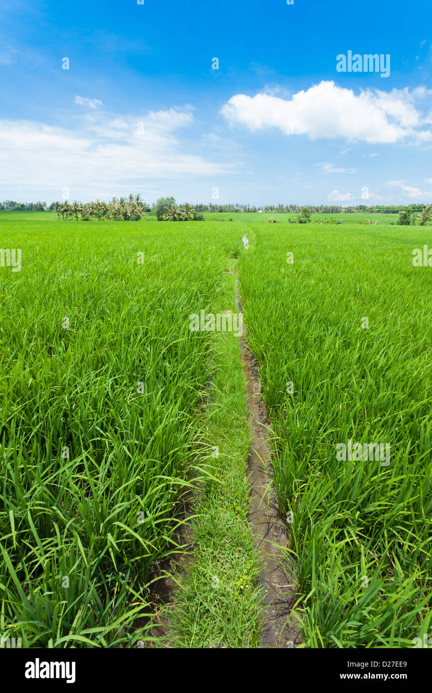 Rice paddy field in Bali in Indonesia Stock Photo - Alamy