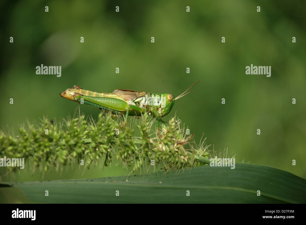 Foreground insects hi-res stock photography and images - Alamy