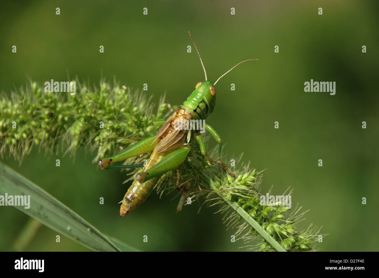Frame plant insects hi-res stock photography and images - Alamy