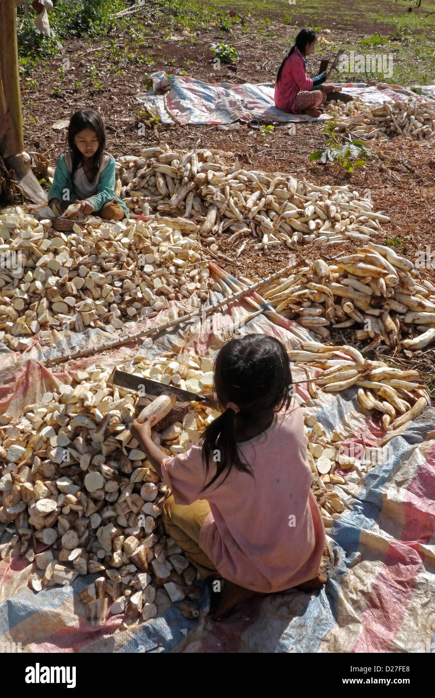 Cambodia - children chopping dried cassava Stock Photo - Alamy