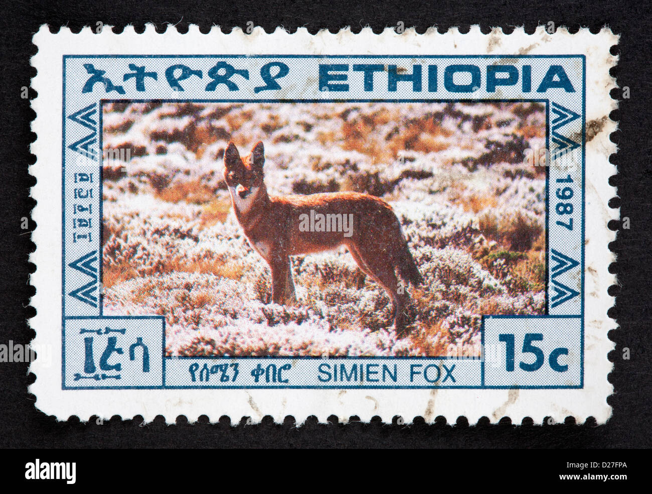 Simien fox hi-res stock photography and images - Alamy