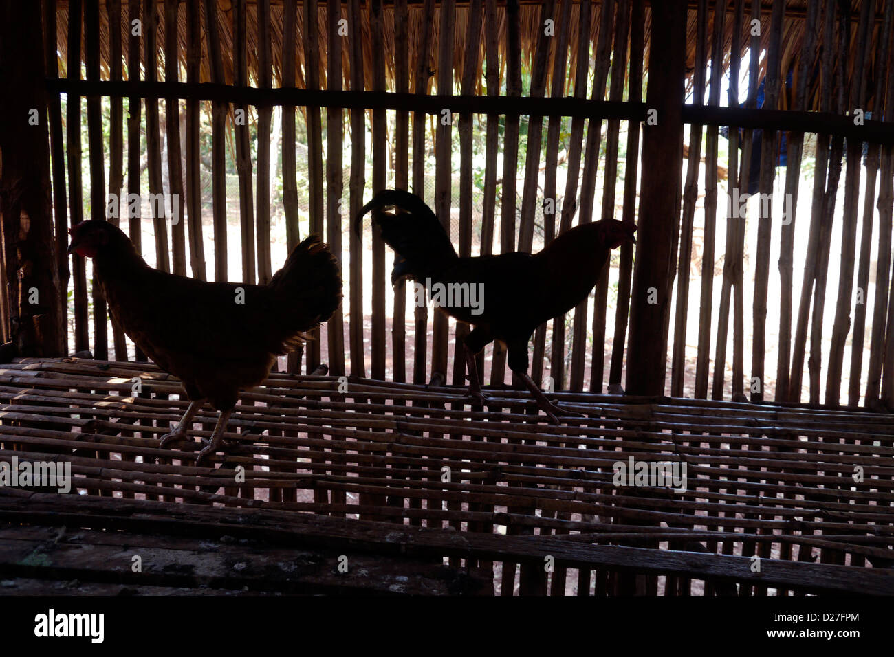 Cambodia - chickens Stock Photo - Alamy