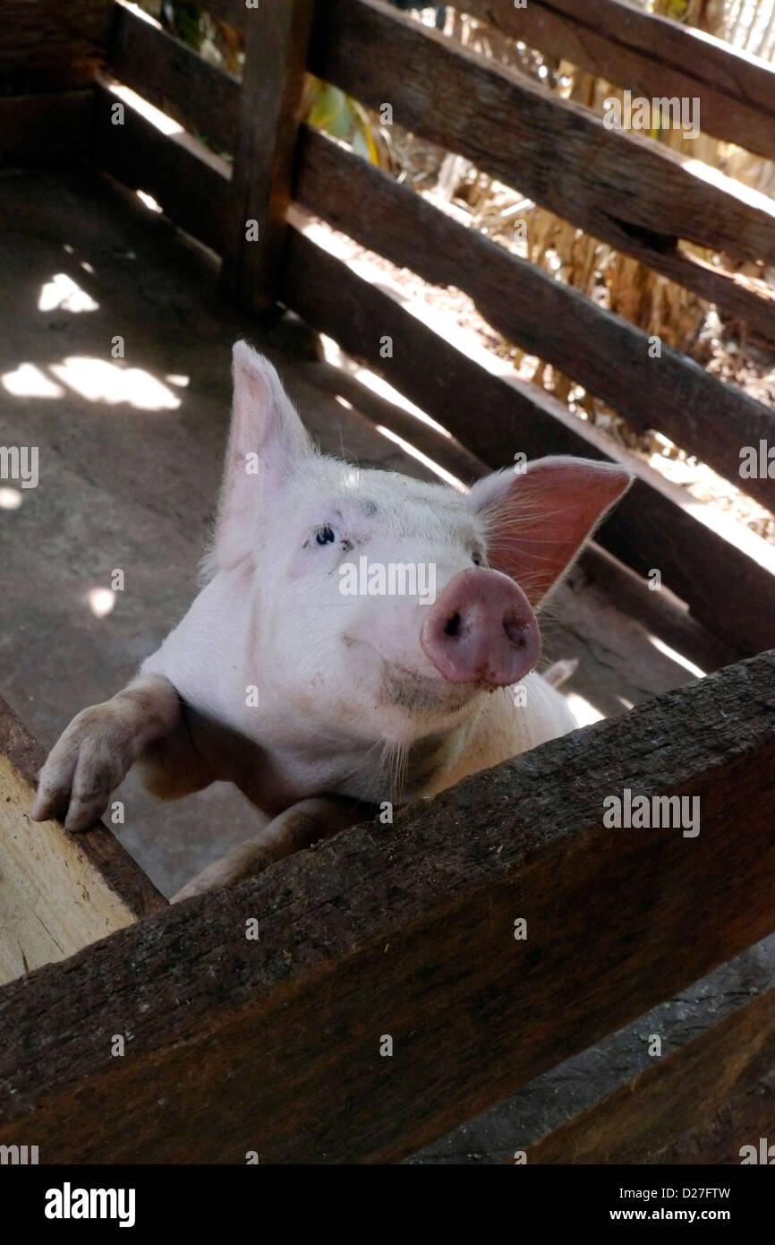 Cambodia - pig Stock Photo - Alamy